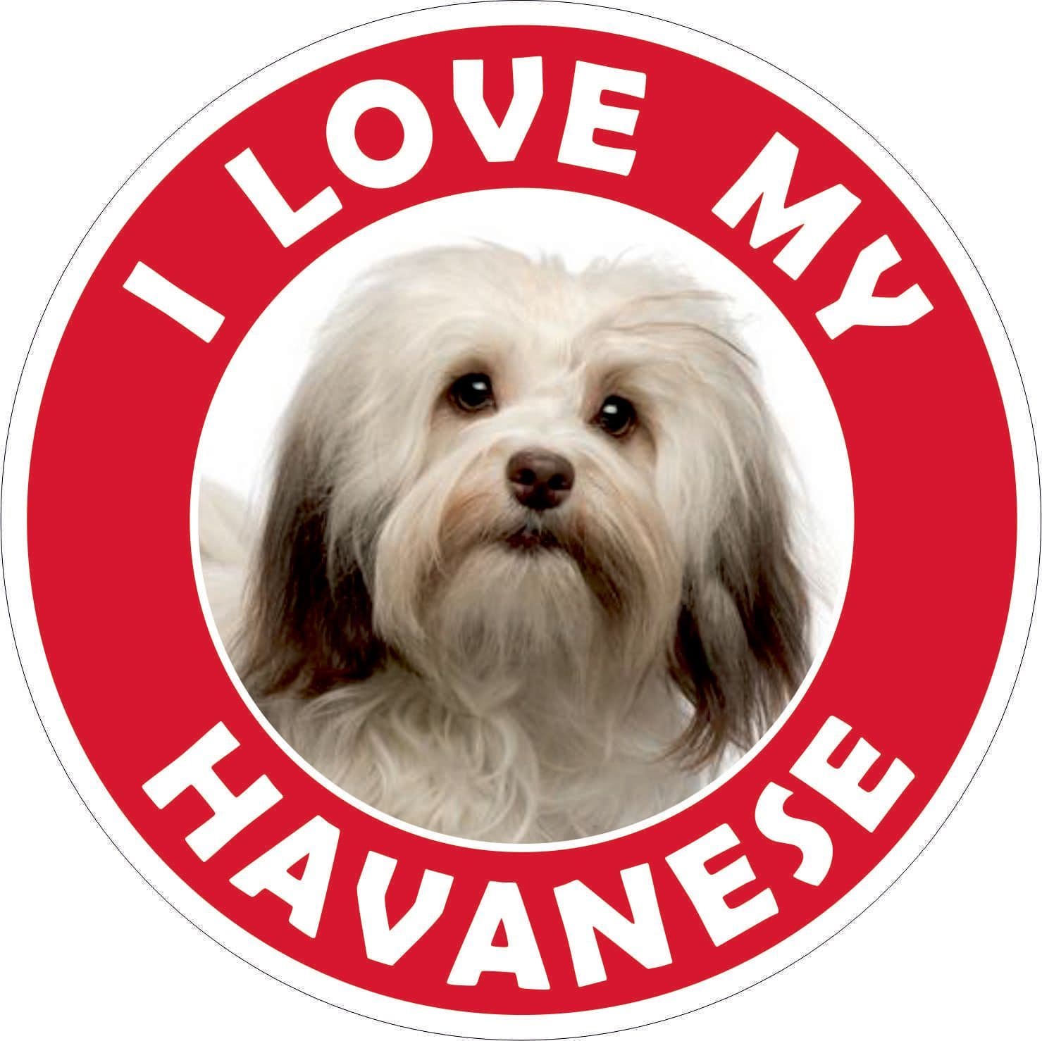 Havanese sticker